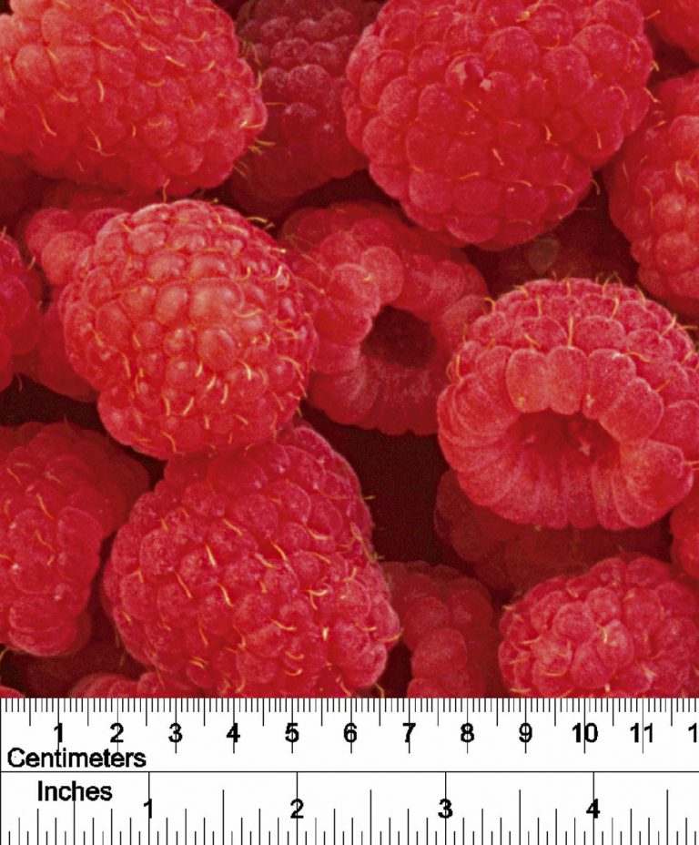 Raspberries wrap - 25 sheets • Photowrap