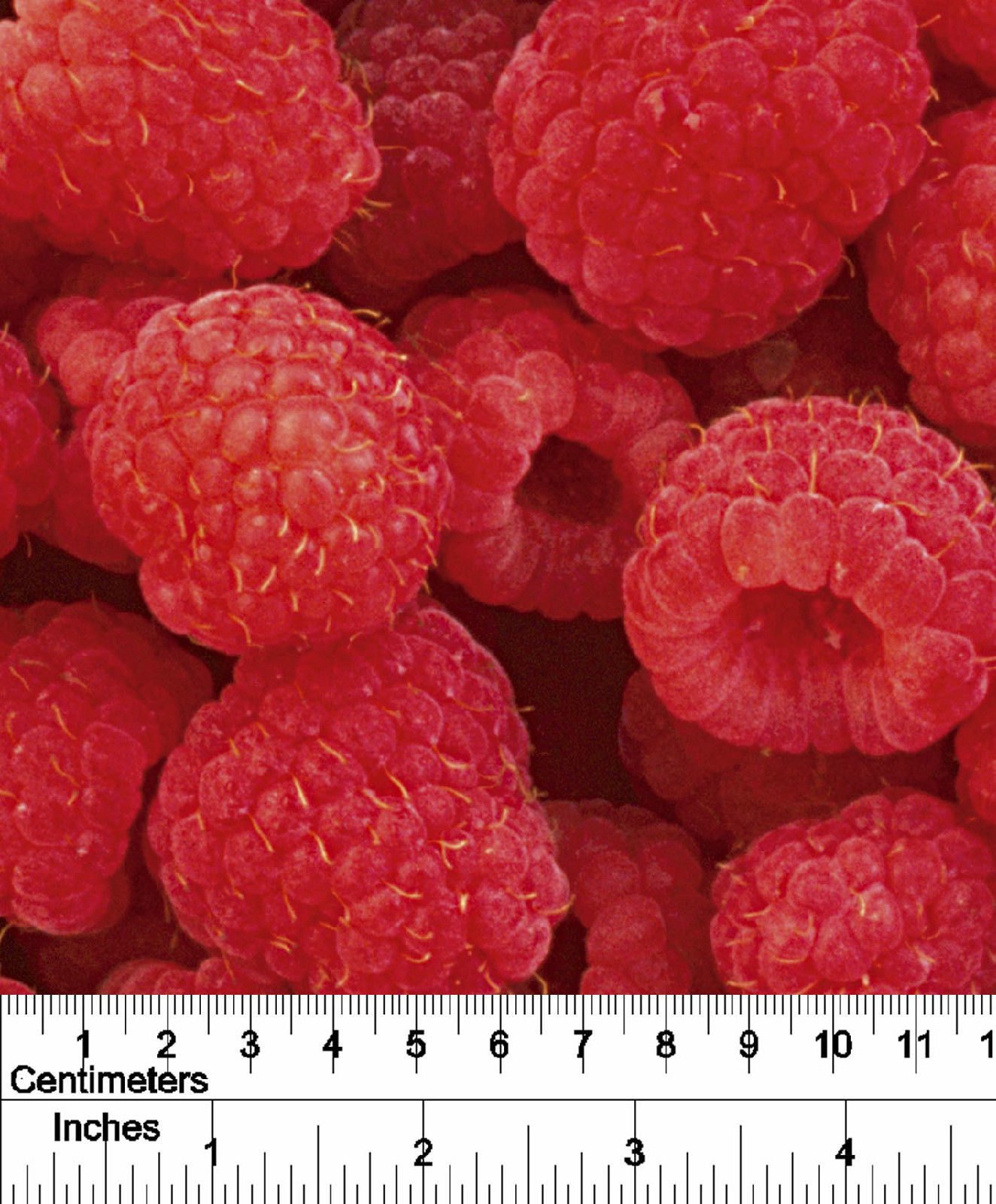 Raspberries wrap - 25 sheets • Photowrap