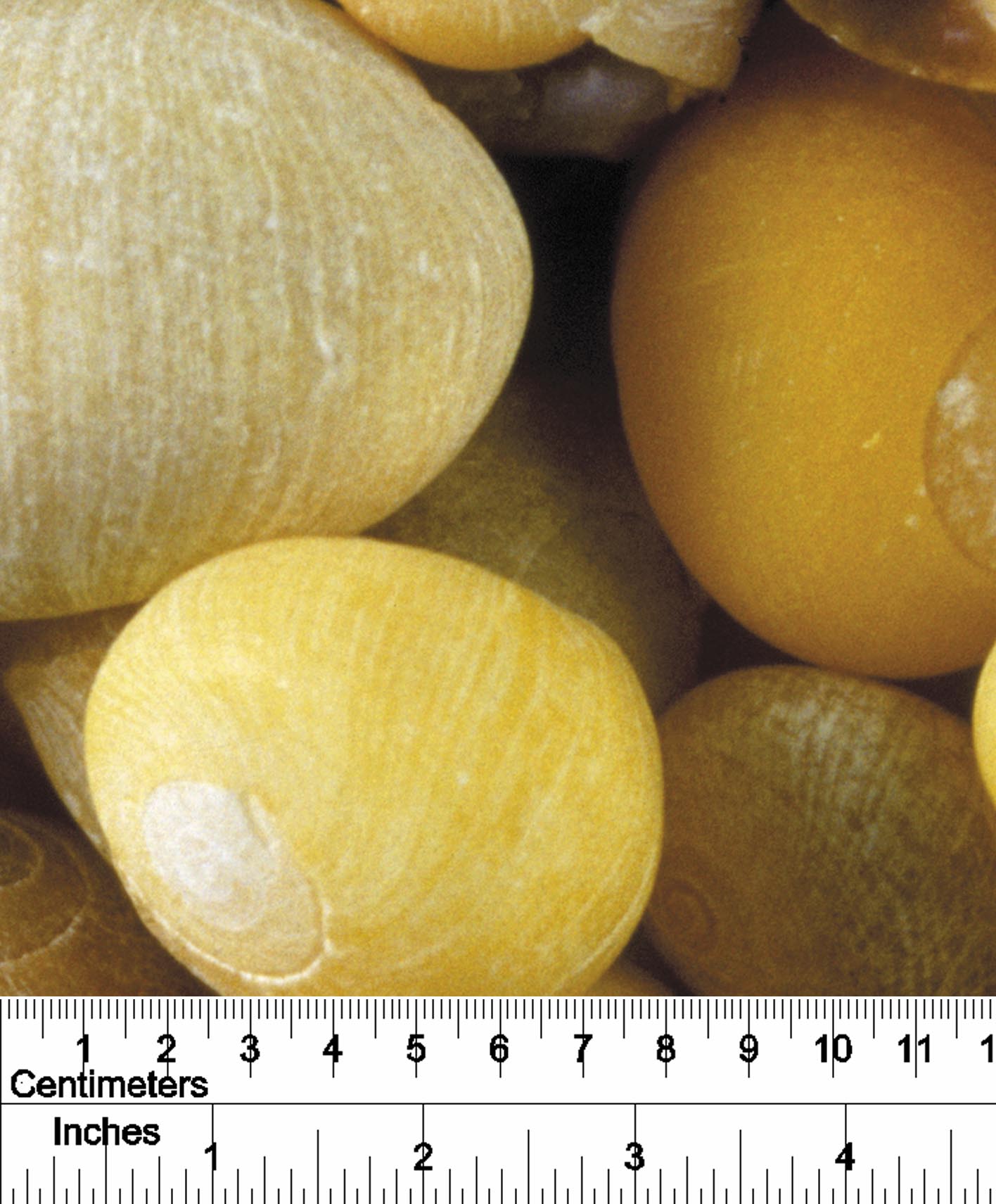 Shells wrap - 25 sheets • Photowrap