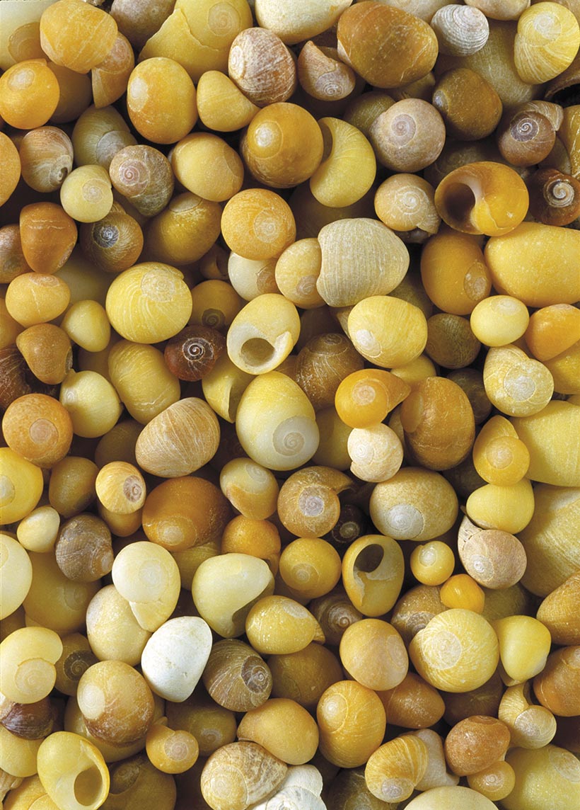 Shells wrap - 25 sheets • Photowrap